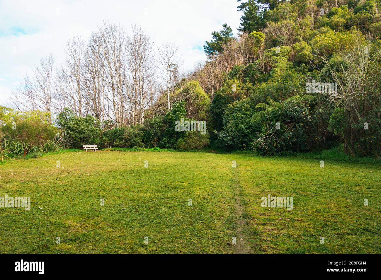 A grassy clearing on the Northern Walk on Wellington's Town Belt, New ...