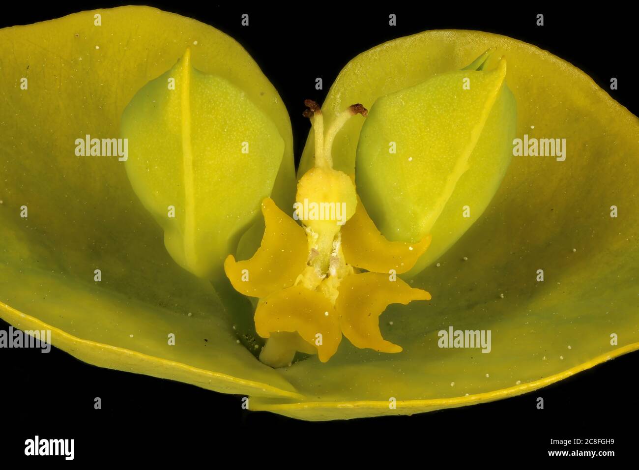 Cyathia hi-res stock photography and images - Alamy