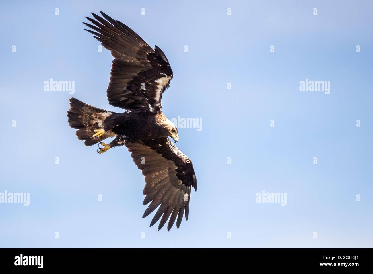 Eagle volant hi-res stock photography and images - Alamy