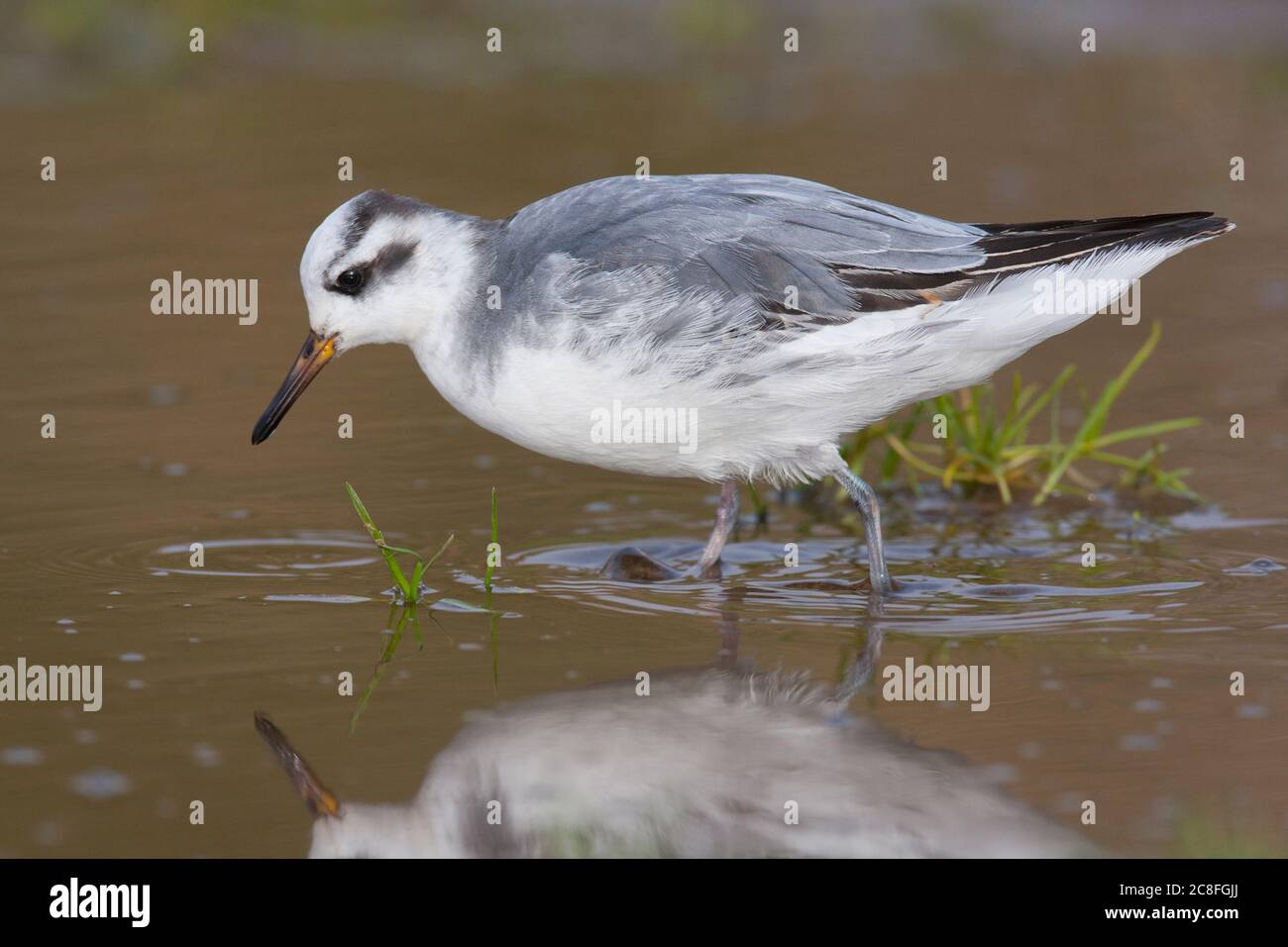British water birds hi-res stock photography and images - Alamy