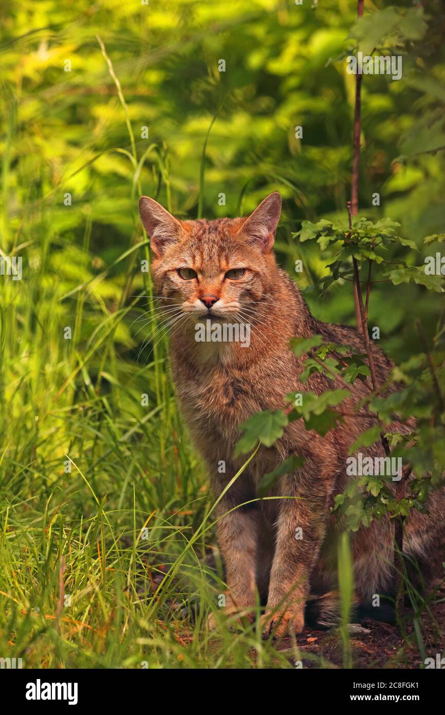 Wild cat forest germany hi-res stock photography and images - Alamy
