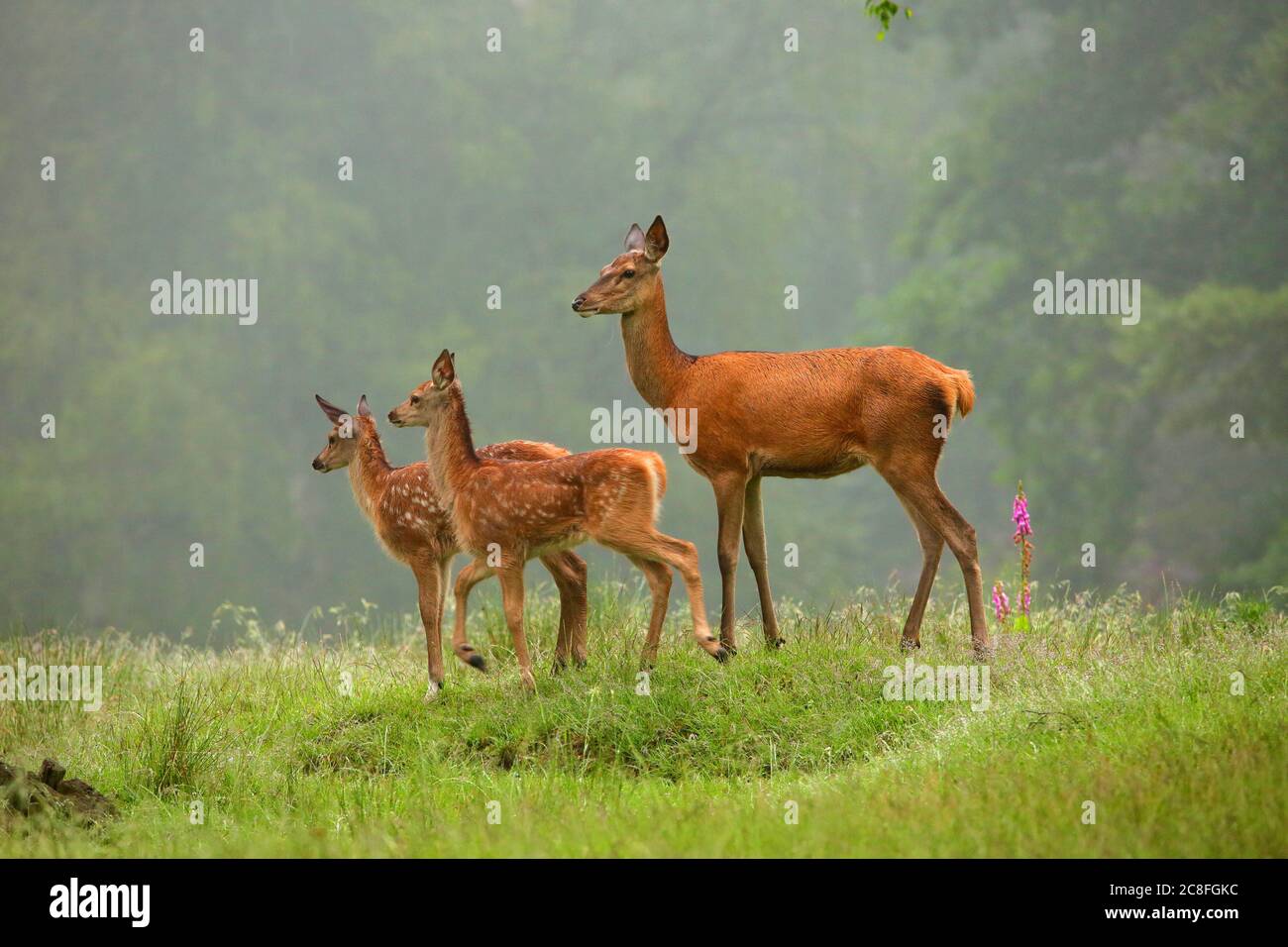 red deer (Cervus elaphus), hind with two fawns in a clearing in the ...
