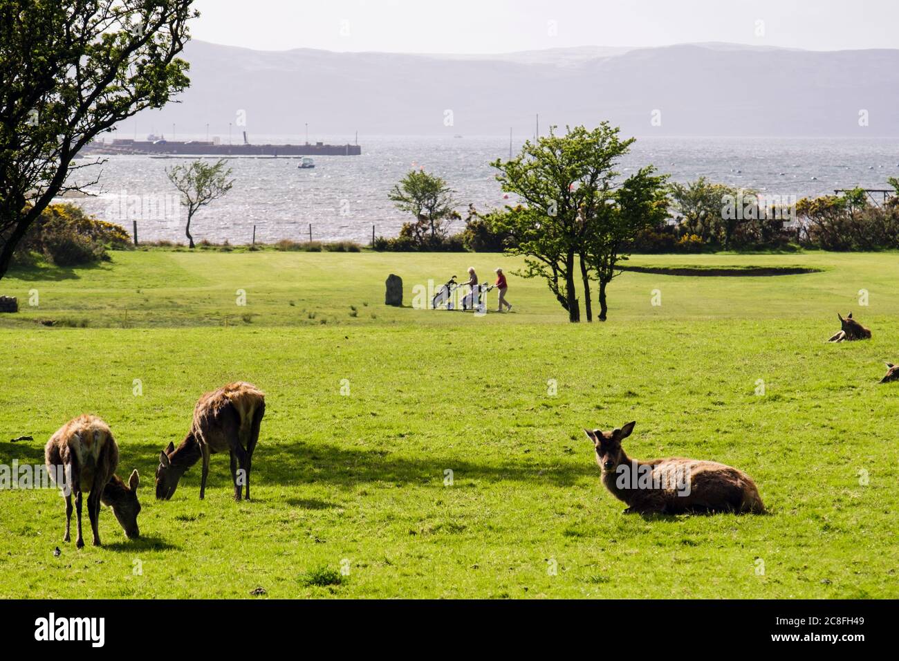 Red deer (Cervus elaphus) grazing on a golf course with golfers behind ...