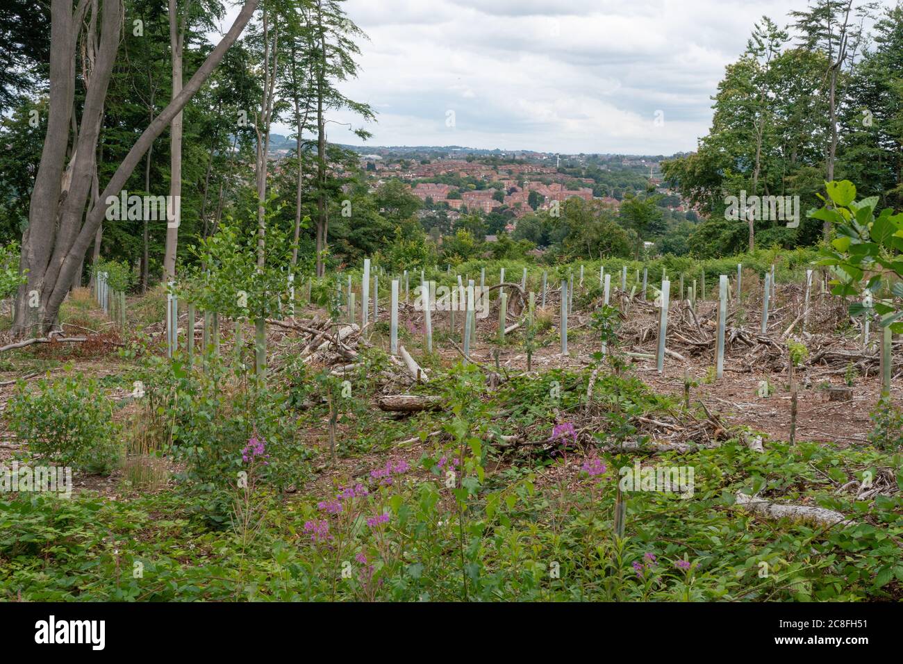 Planted trees hi-res stock photography and images - Alamy