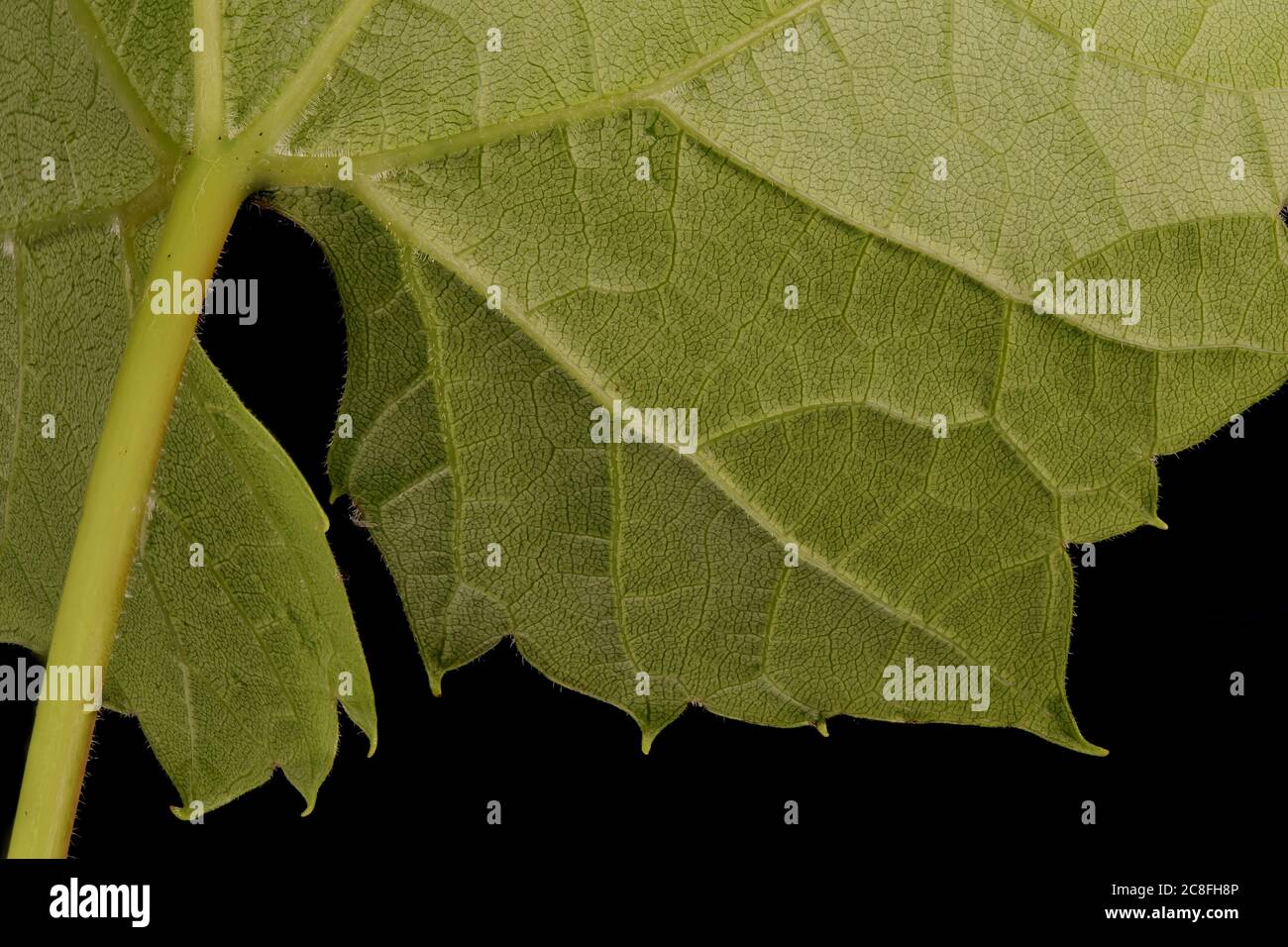 Vitis riparia hi-res stock photography and images - Alamy