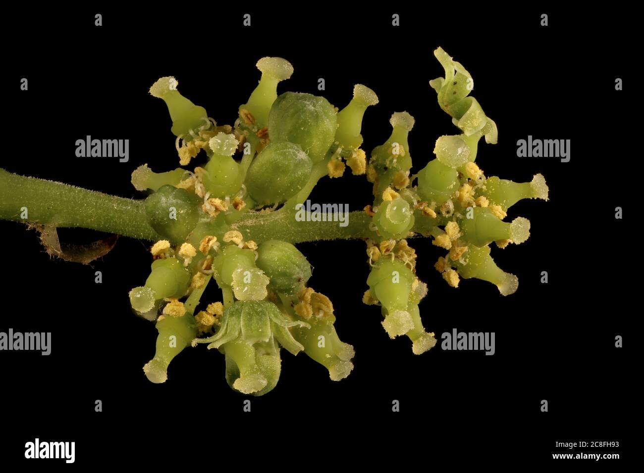 Vitis Vulpina High Resolution Stock Photography and Images - Alamy