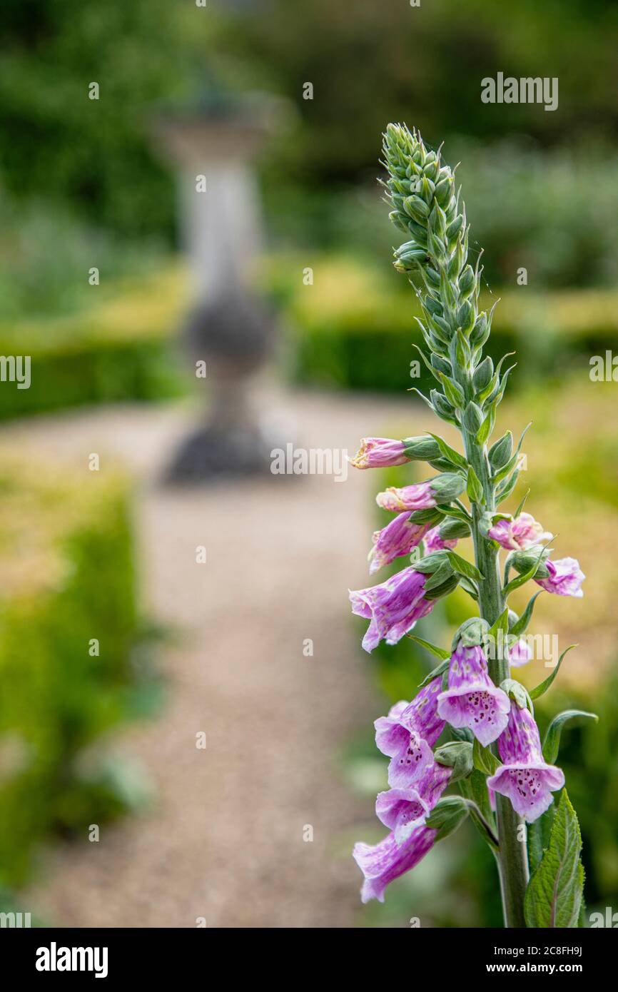 Foxglove, Digitalis, Partially opened flowers growing outdoor Stock ...