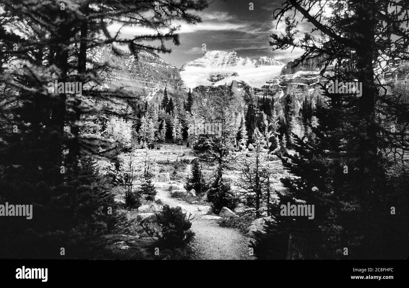 Mount Fay from Larch Valley Trail Stock Photo - Alamy