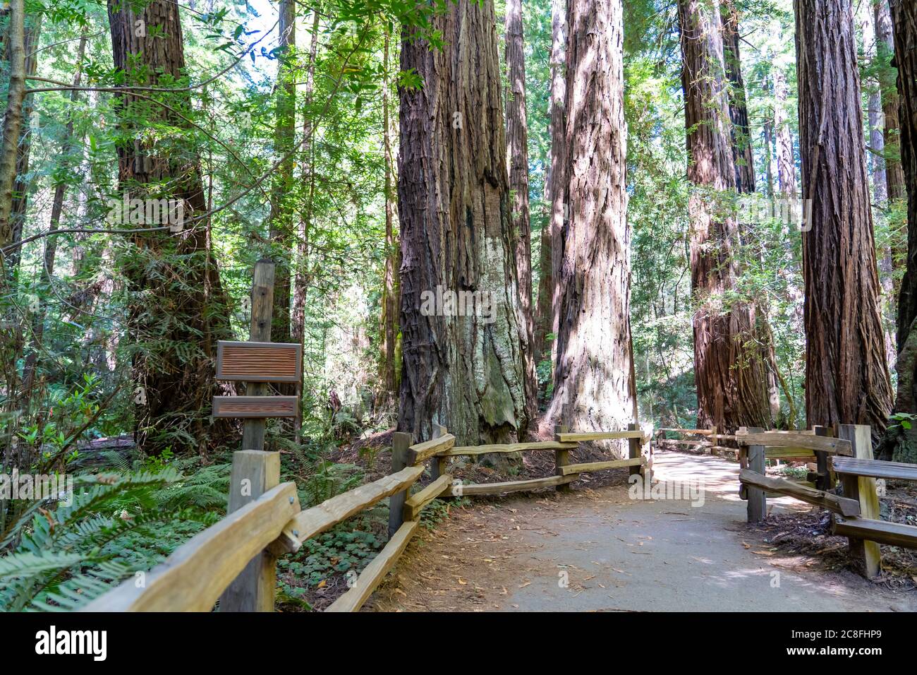 Giant redwoods in muir hi-res stock photography and images - Alamy