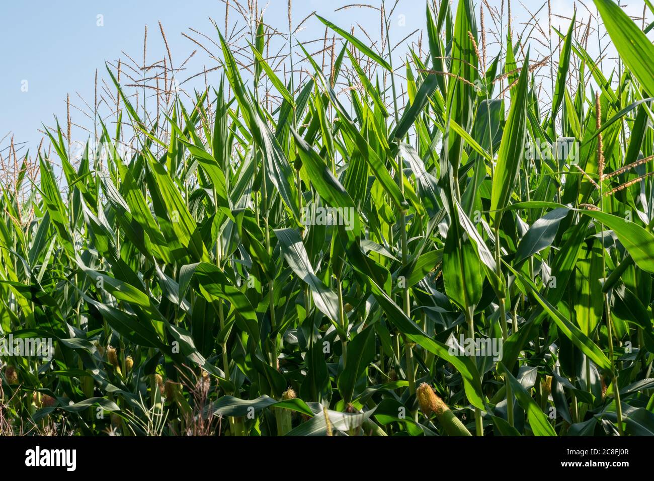 Corn Maize Harvest France High Resolution Stock Photography and Images ...