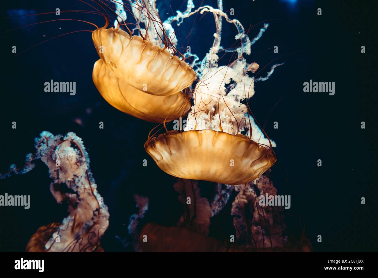 Jellyfish floating in the depths of the sea Stock Photo - Alamy