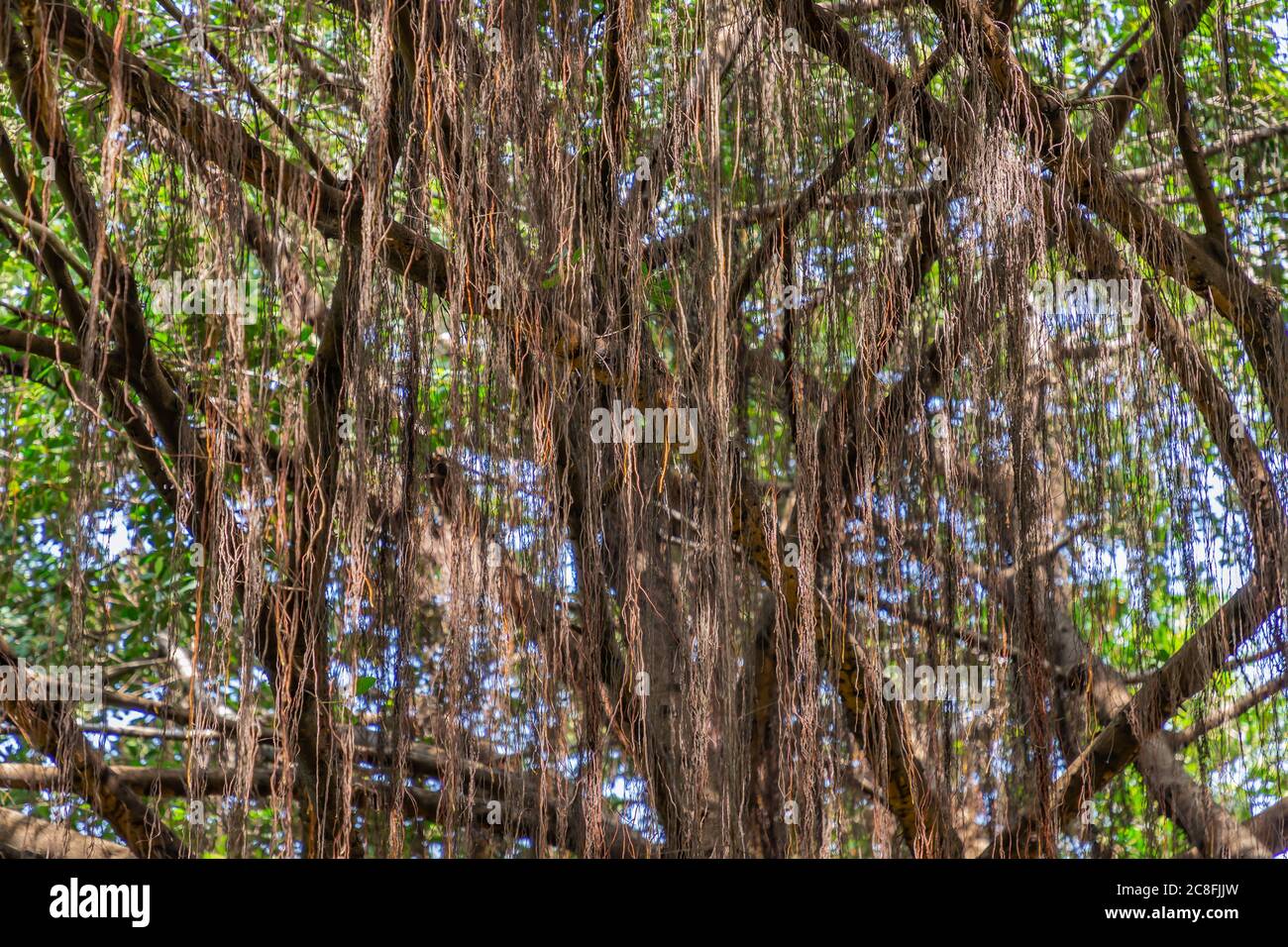 Detail of sunlight passing through Aerial roots The great Banyan tree ...