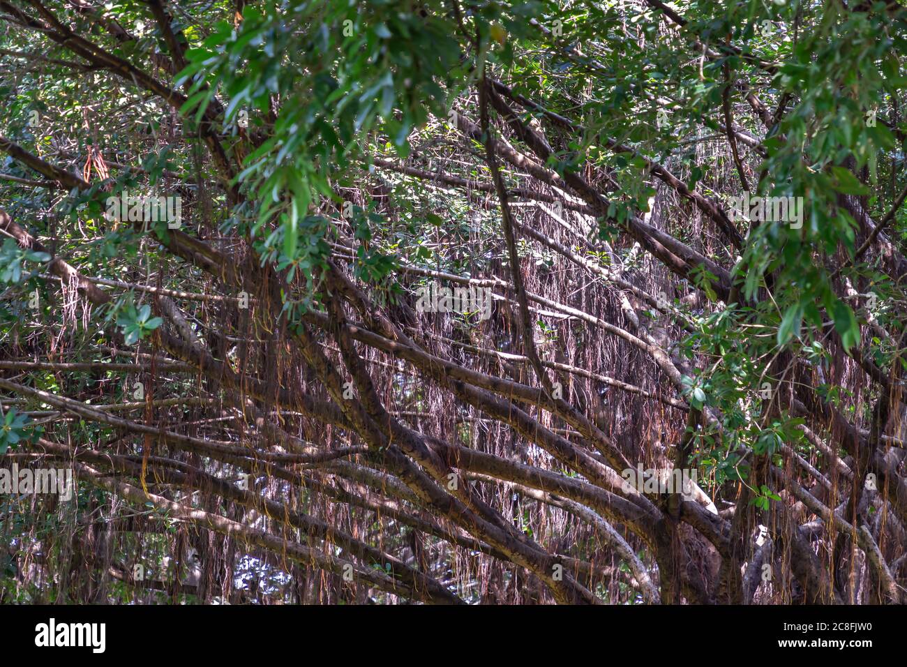 Detail of sunlight passing through Aerial roots The great Banyan tree ...