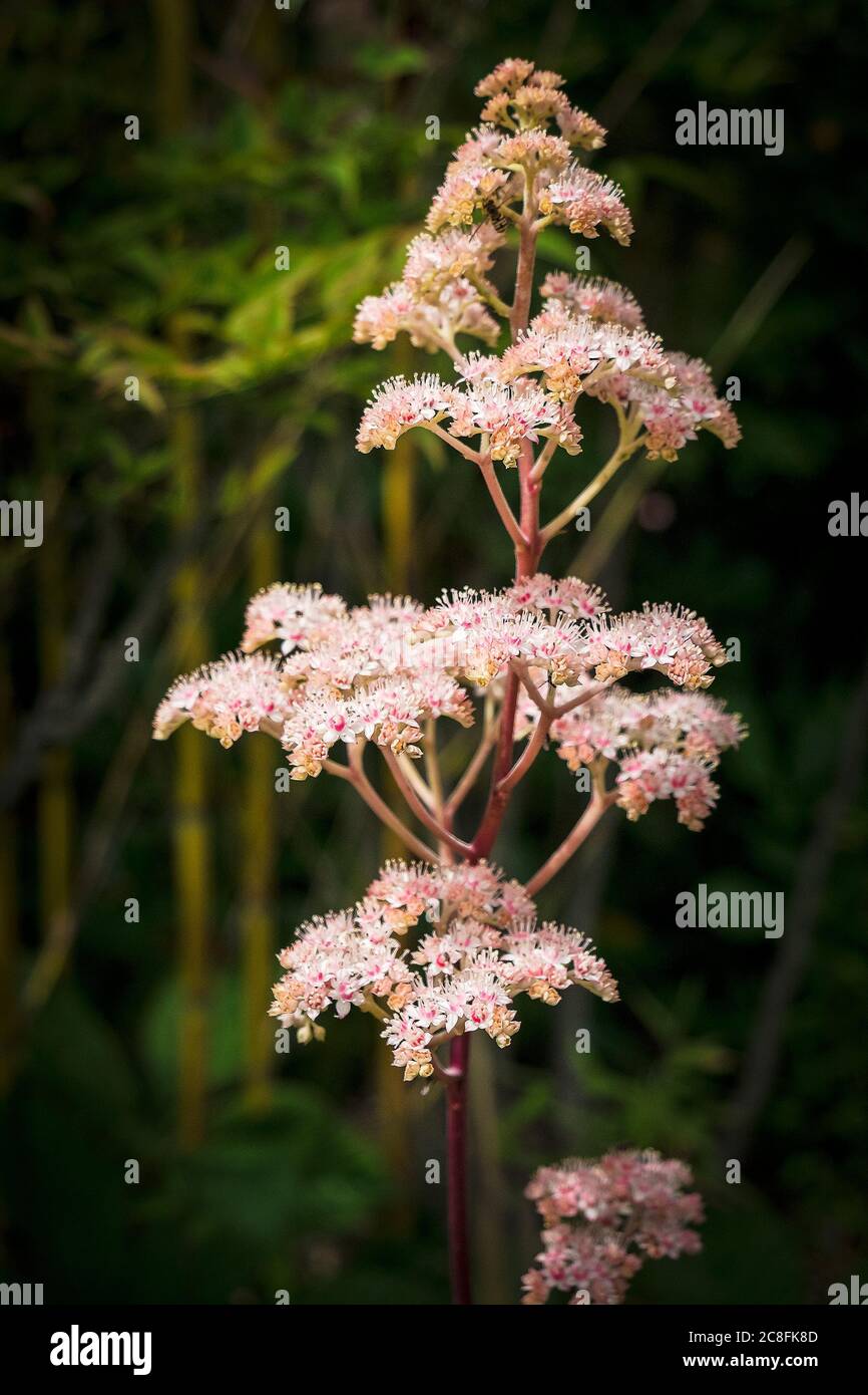 Rodgersia aesculifolia plant Stock Photo - Alamy