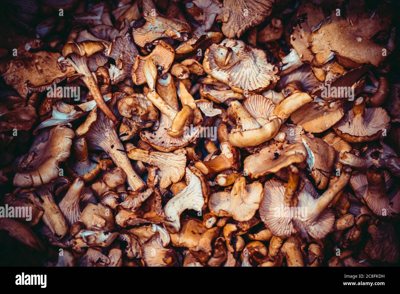 Mushrooms dark texture Stock Photo - Alamy