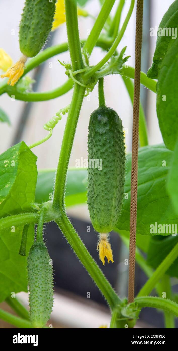 Cucumbers grow in garden vertical hi-res stock photography and images ...