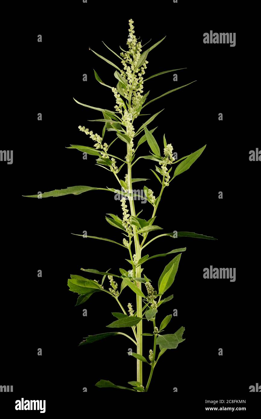 Botany chenopodiaceae common hi-res stock photography and images - Alamy