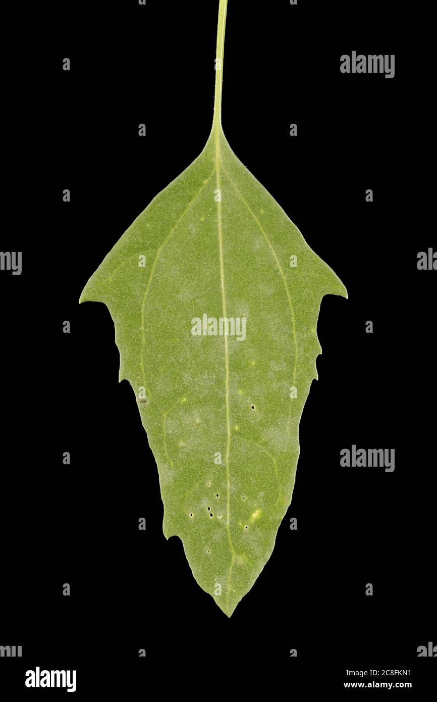 Album leaf hi-res stock photography and images - Alamy