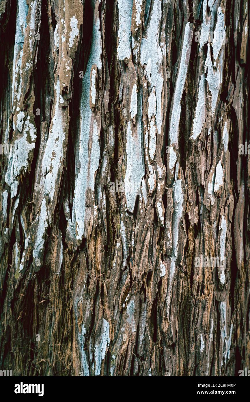 Old wood tree texture background Stock Photo - Alamy