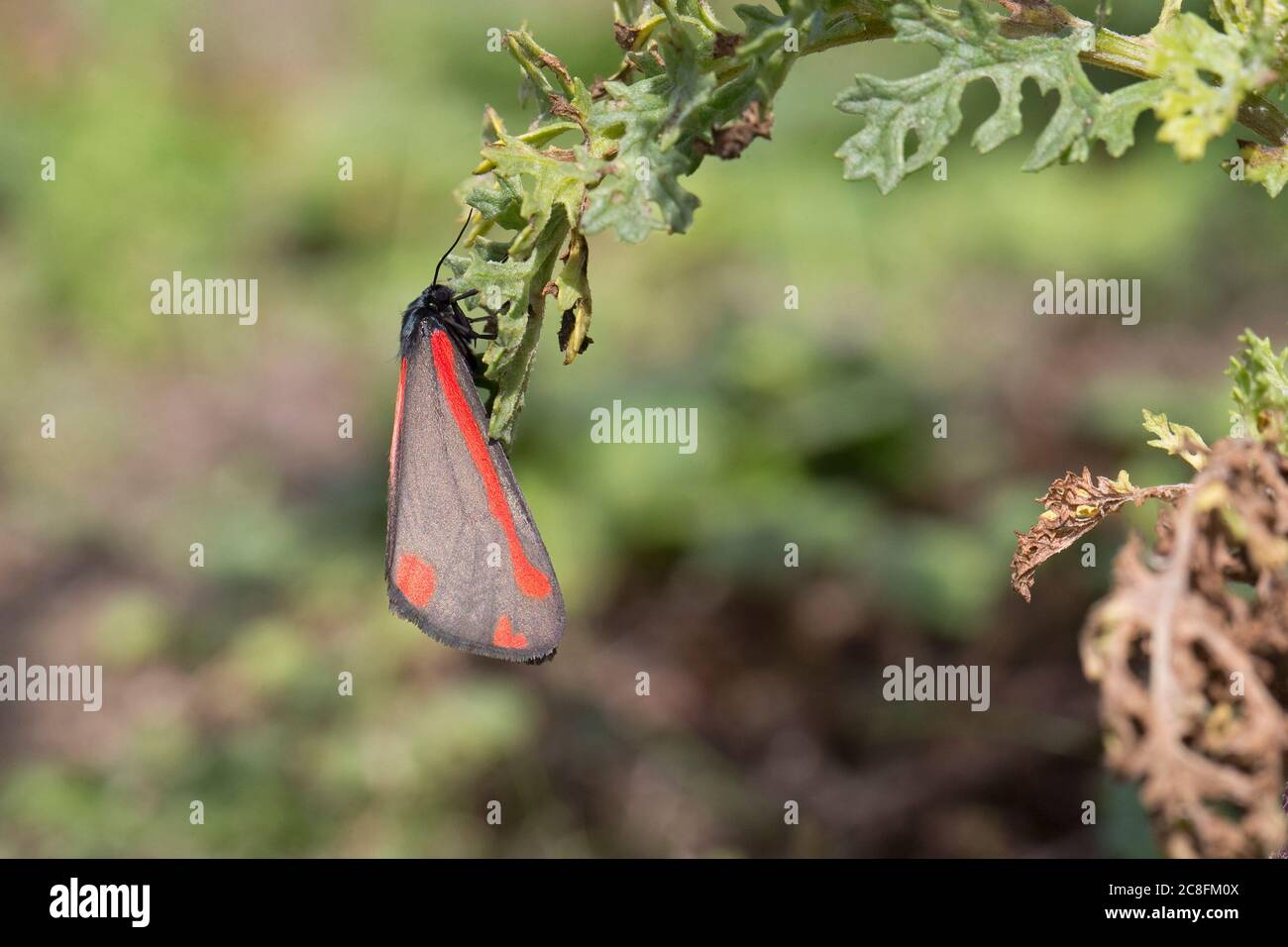 Cinnabar Moth (Tyria jacobaeae Stock Photo - Alamy
