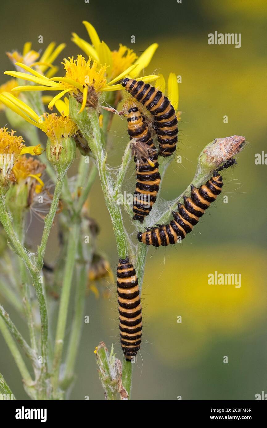 Cinnabar Moth (Tyria jacobaeae Stock Photo - Alamy