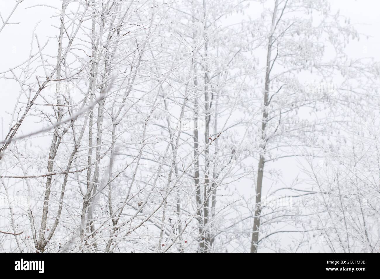 Frosted trees in the morning in the countryside. Beautiful winter day ...