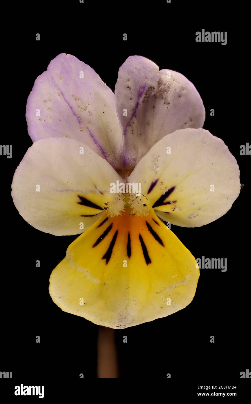 Botanical illustration of viola tricolor hi-res stock photography and ...