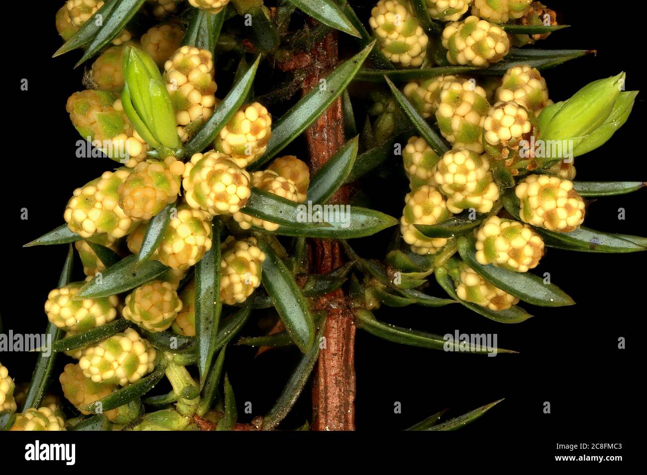 Juniperus communis cone hi-res stock photography and images - Alamy