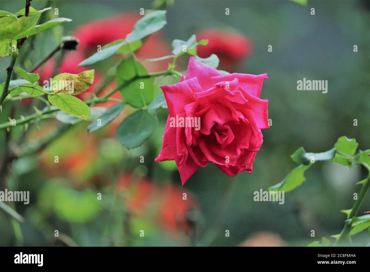 Bangladeshi rose hi-res stock photography and images - Alamy