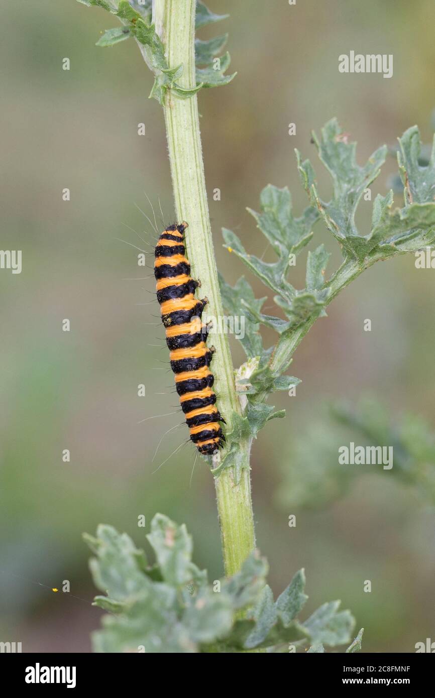 Cinnabar Moth (Tyria jacobaeae Stock Photo - Alamy