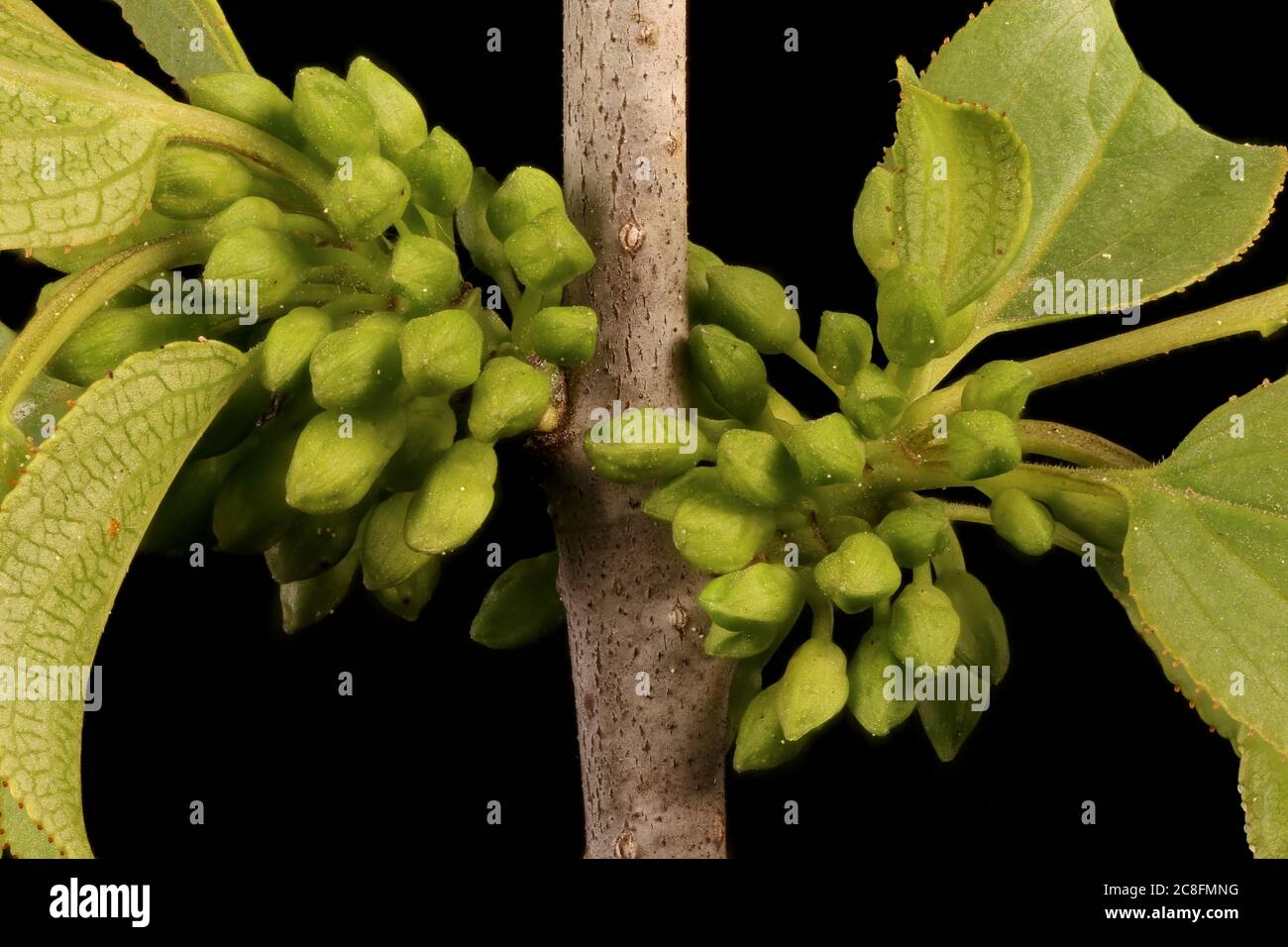 Rhamnus cathartica hi-res stock photography and images - Alamy