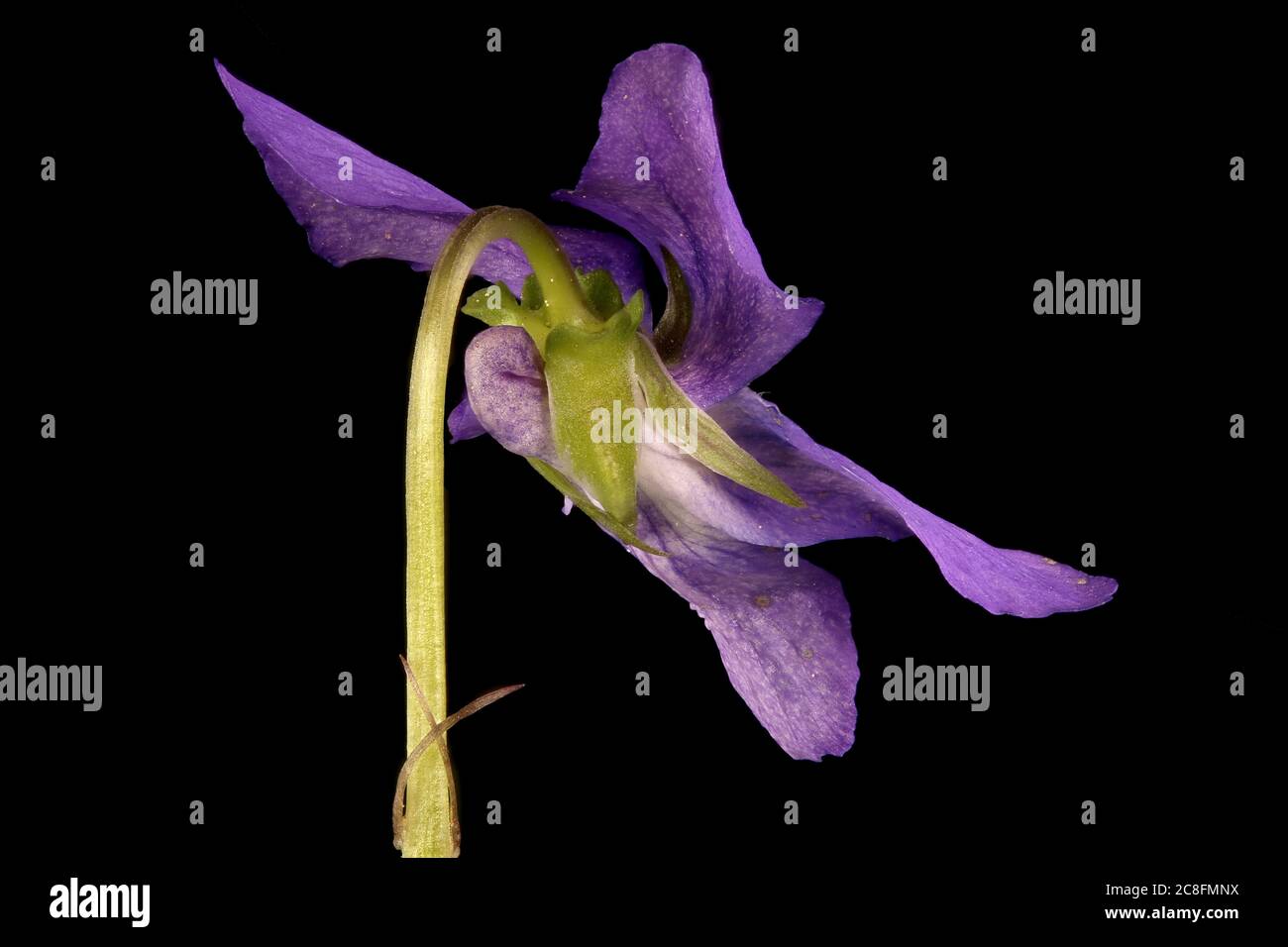 Heath Dog Violet (Viola canina). Flower Closeup Stock Photo - Alamy