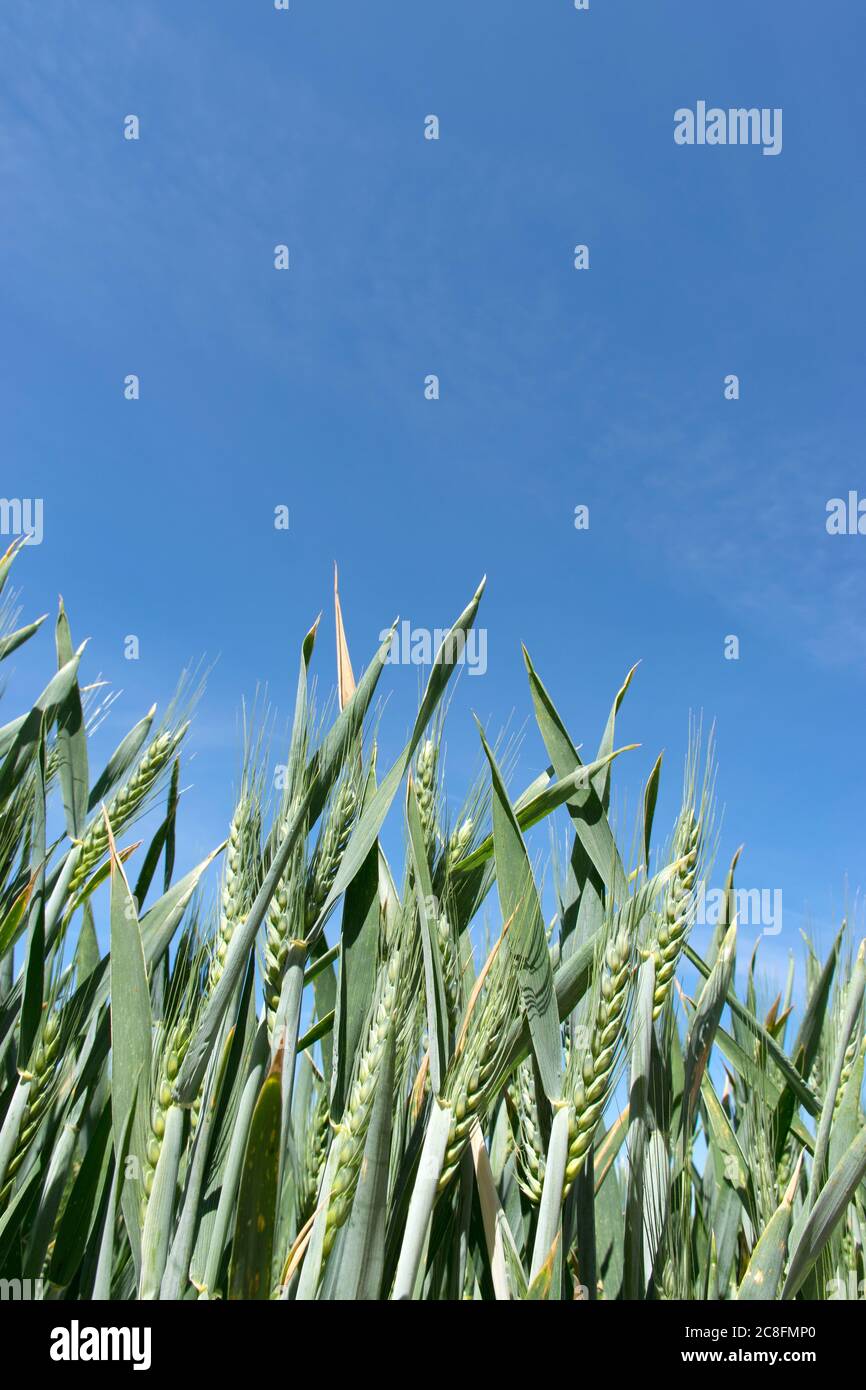 Barley crop growing in Hampshire, UK Stock Photo - Alamy