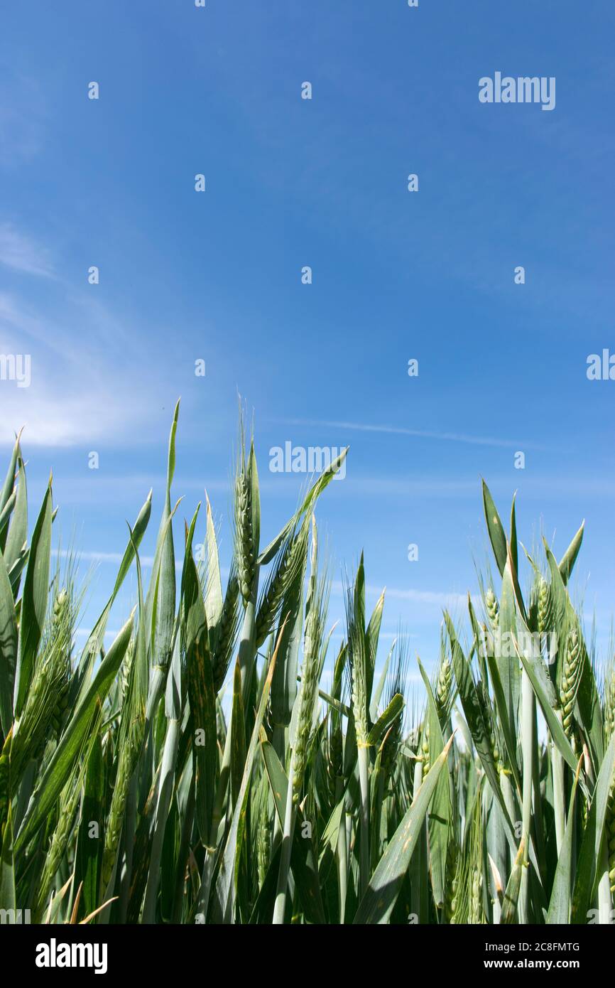 Barley crop growing in Hampshire, UK Stock Photo - Alamy