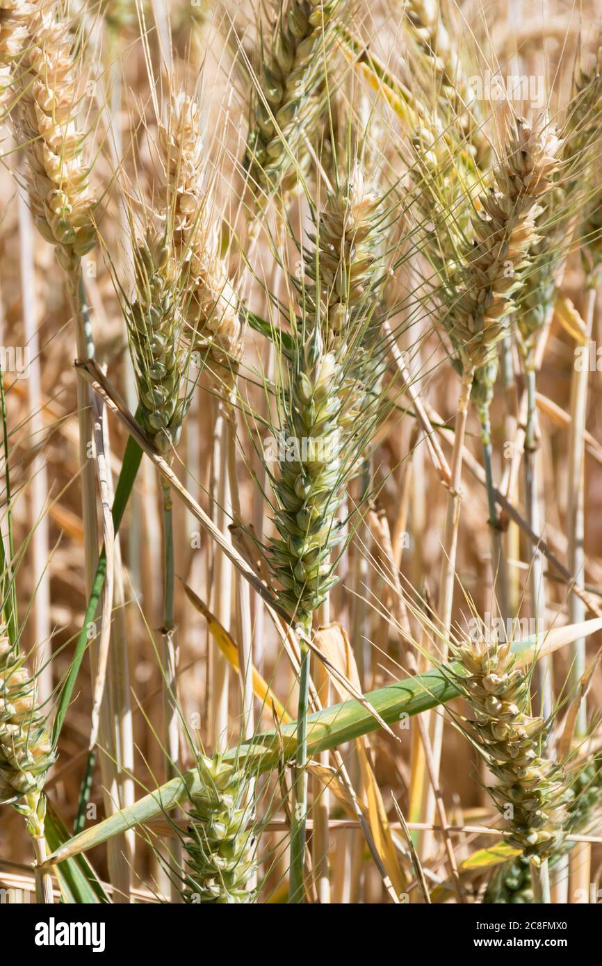 Barley crop growing in Hampshire, UK Stock Photo - Alamy