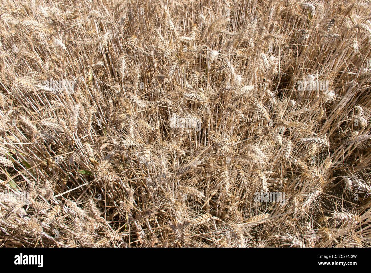 Barley crop growing in Hampshire, UK Stock Photo - Alamy