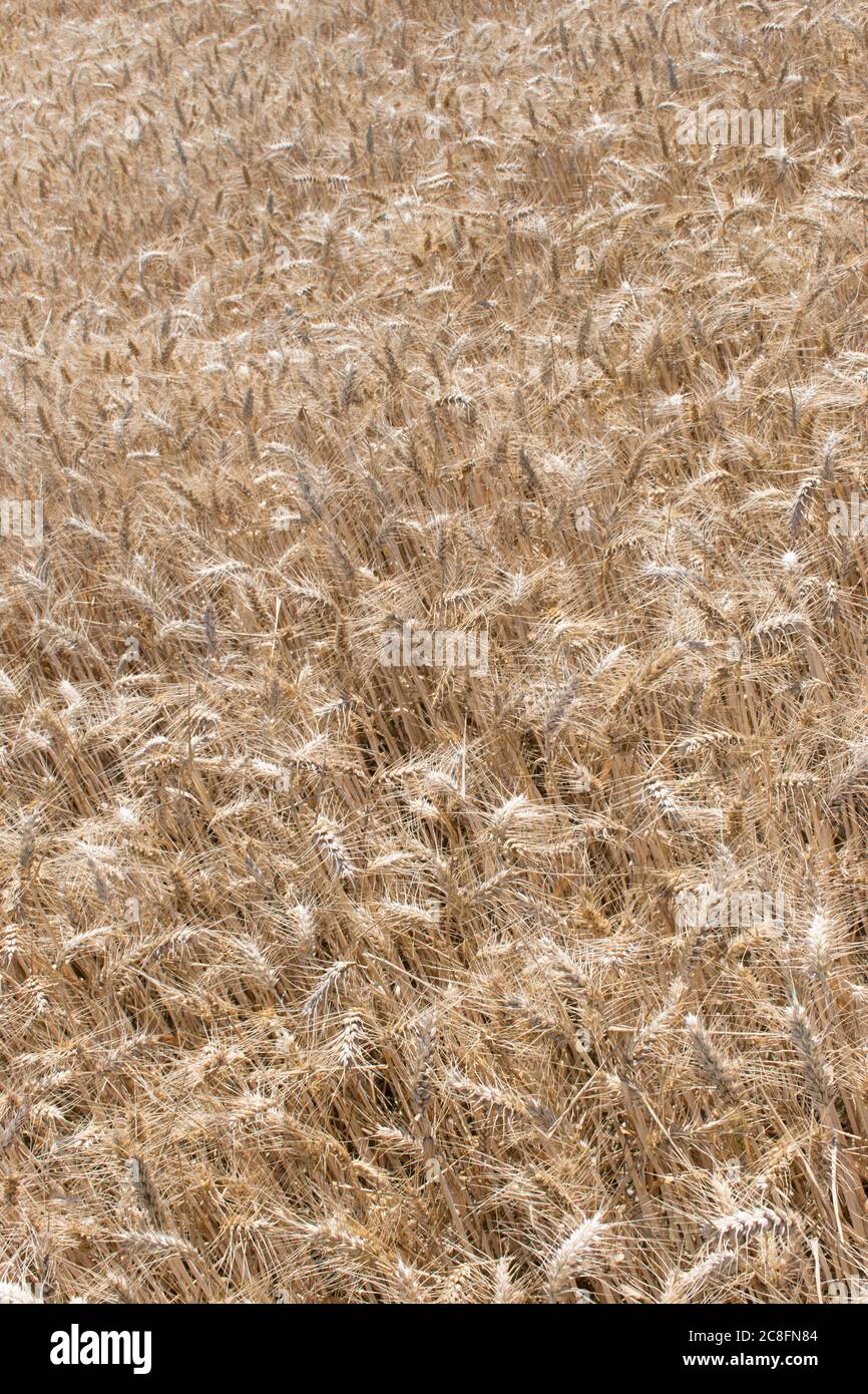 Barley crop growing in Hampshire, UK Stock Photo - Alamy