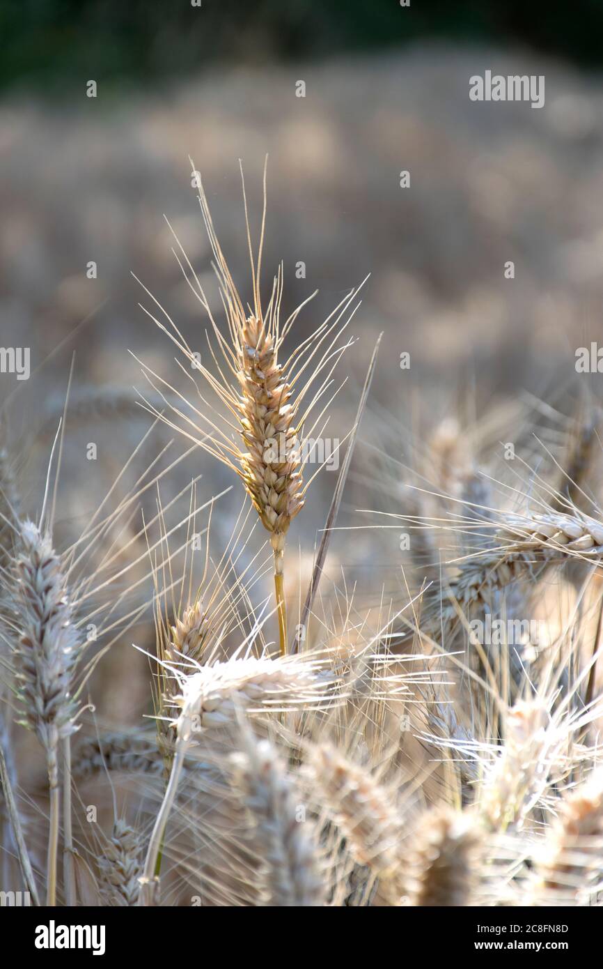 Barley crop growing in Hampshire, UK Stock Photo - Alamy