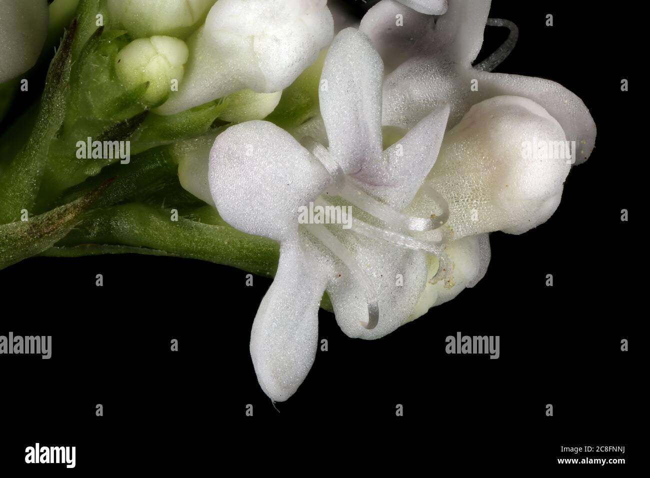 Common valerian plants hi-res stock photography and images - Alamy