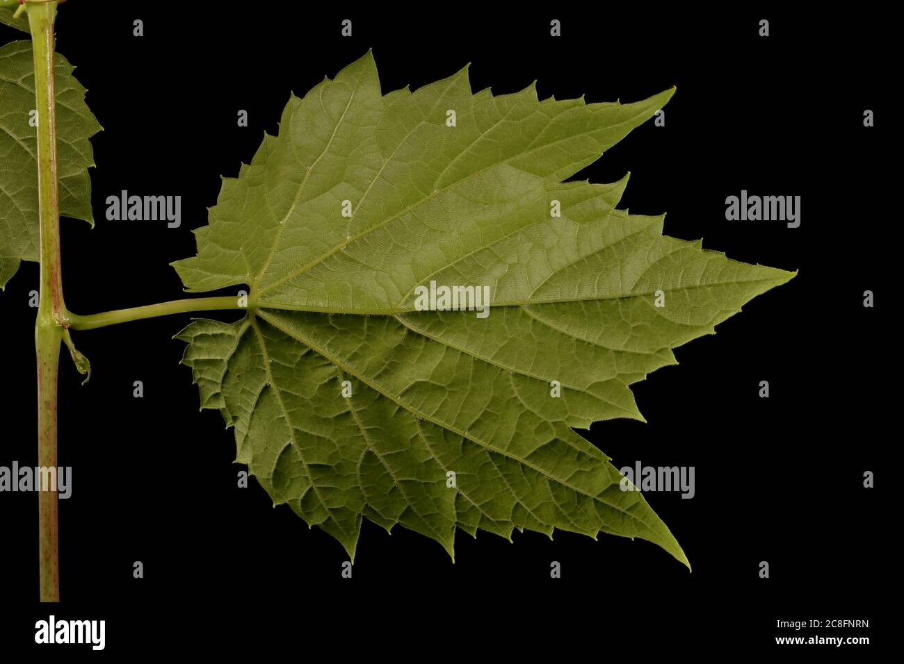 Riverbank Grape (Vitis riparia). Leaf Closeup Stock Photo - Alamy