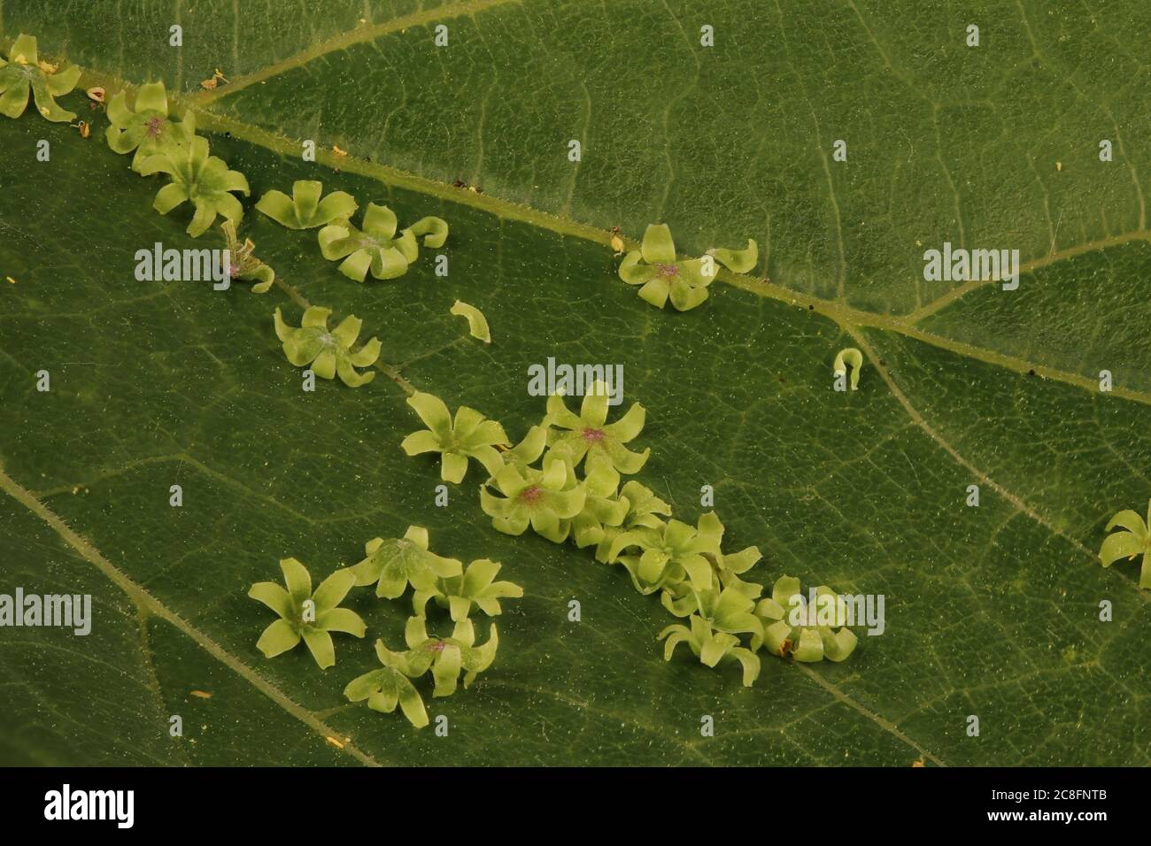 Vitis riparia hi-res stock photography and images - Alamy