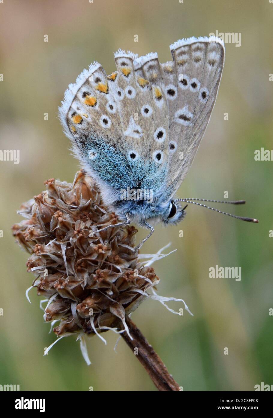 silver-studded blue butterfly Stock Photo - Alamy