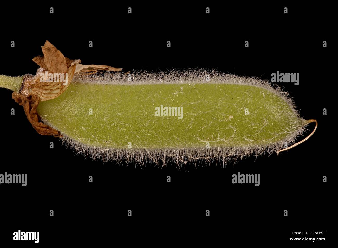 Garden Lupin (Lupinus polyphyllus). Fruit Closeup Stock Photo - Alamy