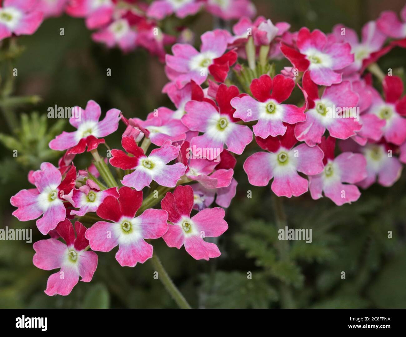 Pink and white verbena hi-res stock photography and images - Alamy