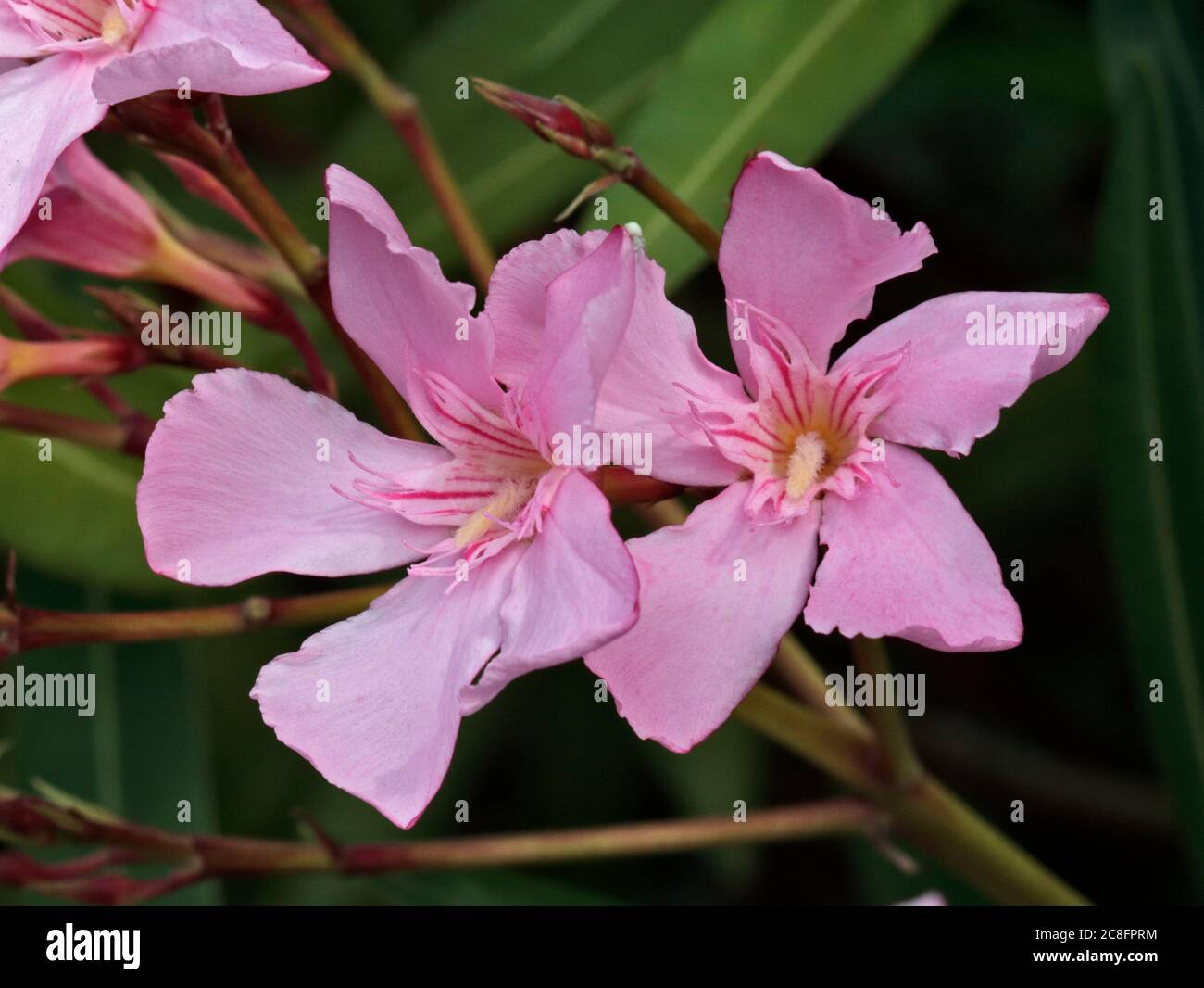 Flowering pink oleanders hi-res stock photography and images - Alamy