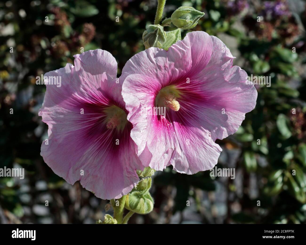 Pink hollyhocks hi-res stock photography and images - Alamy