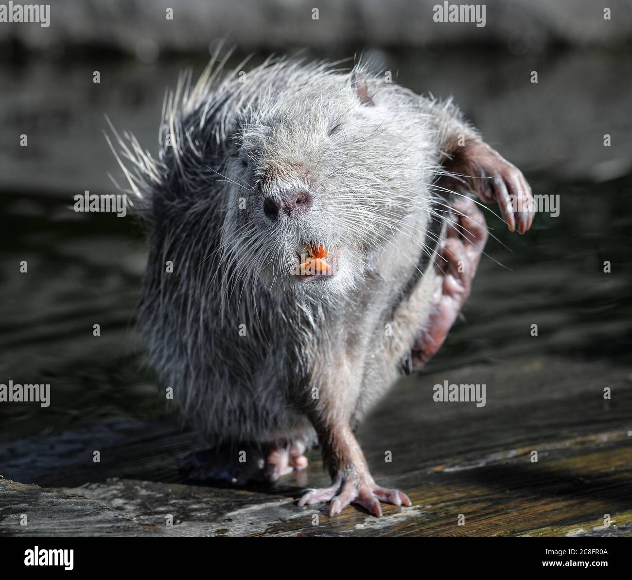 Nutria close up. Very funny portrait. Posing nutria scratching belly ...