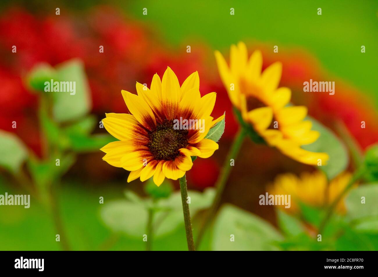 Possibly a "Firecracker" sunflower (Helianthus annuus) or "Ring of Fire ...