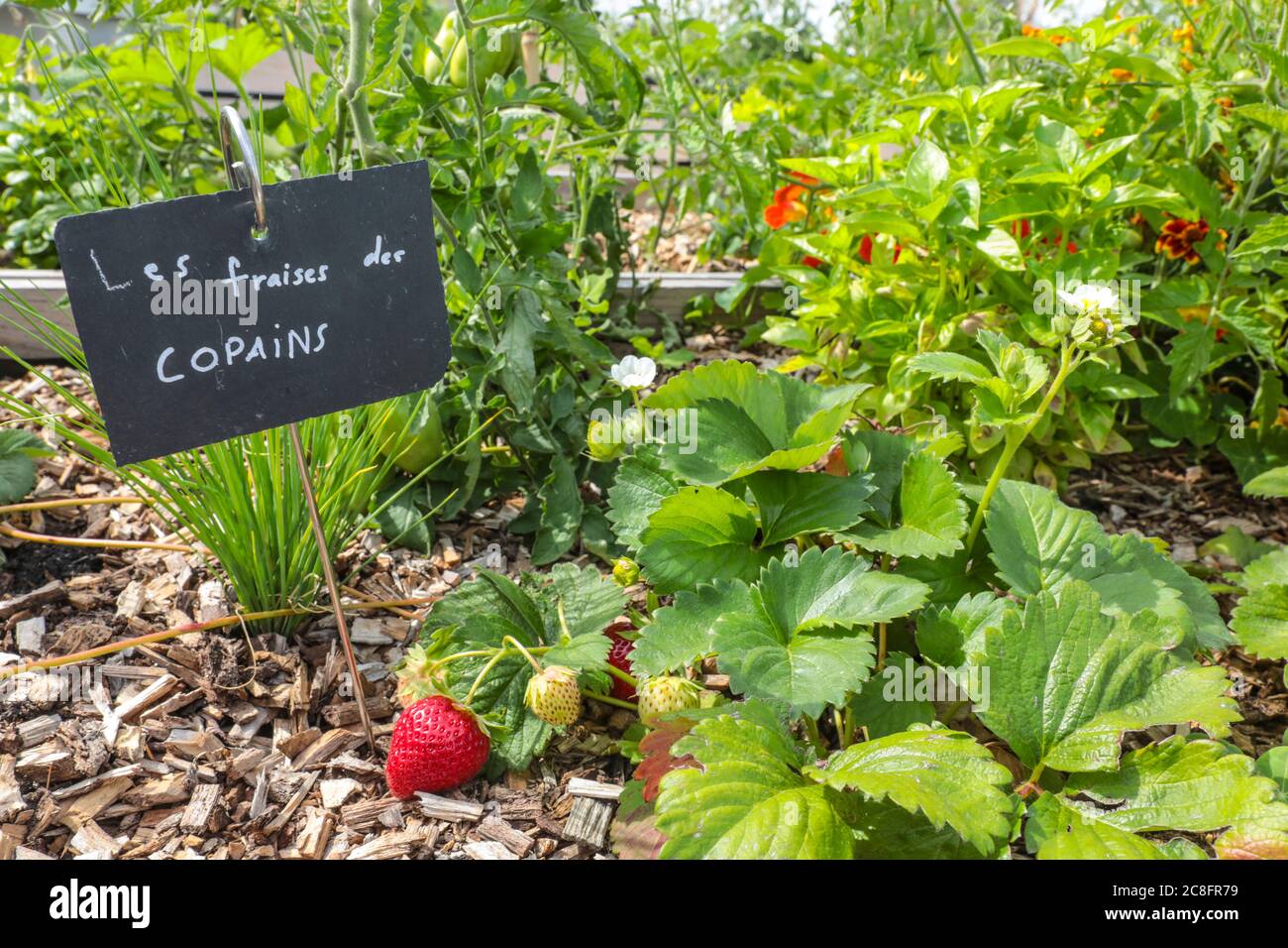 THE WORLD'S LARGEST URBAN FARM IS COMING TO A PARIS ROOFTOP Stock Photo ...