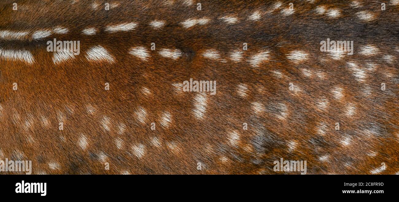 Deer fur background close up. Deer skin pattern with white spots Stock ...